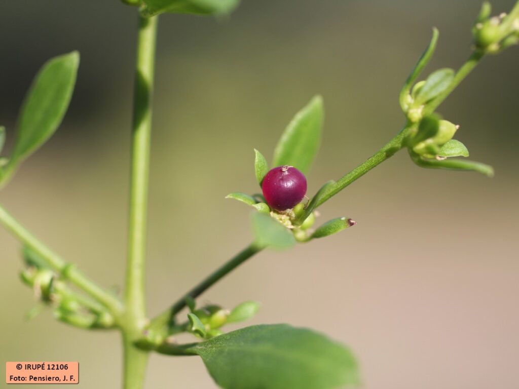 Atriplex sp. | Fundación Federico Wildermuth