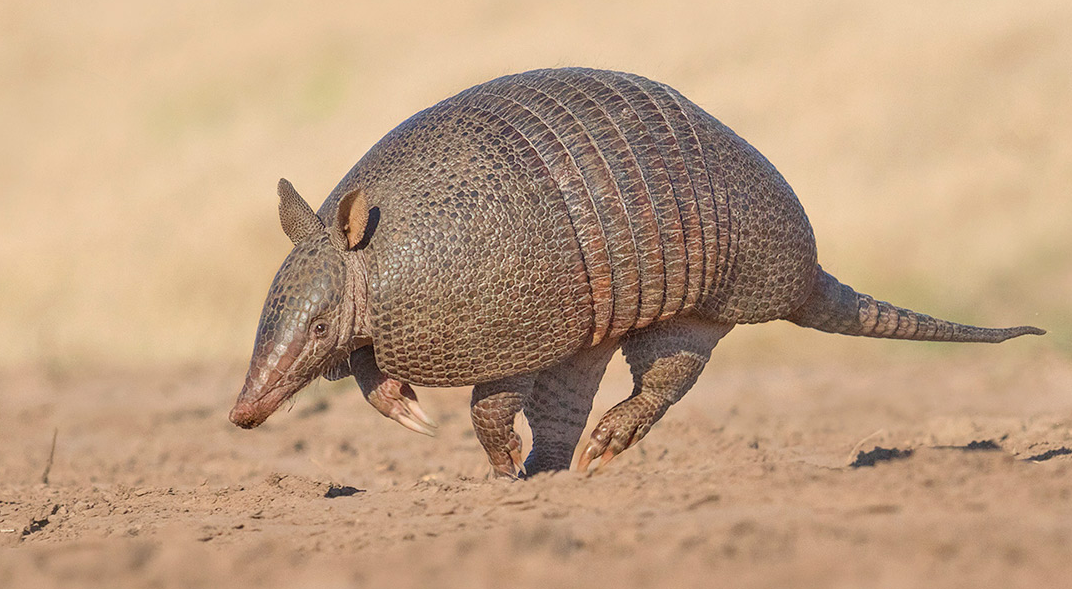 MULITA PAMPEANA (Dasypus hybridus) | Fundación Federico Wildermuth